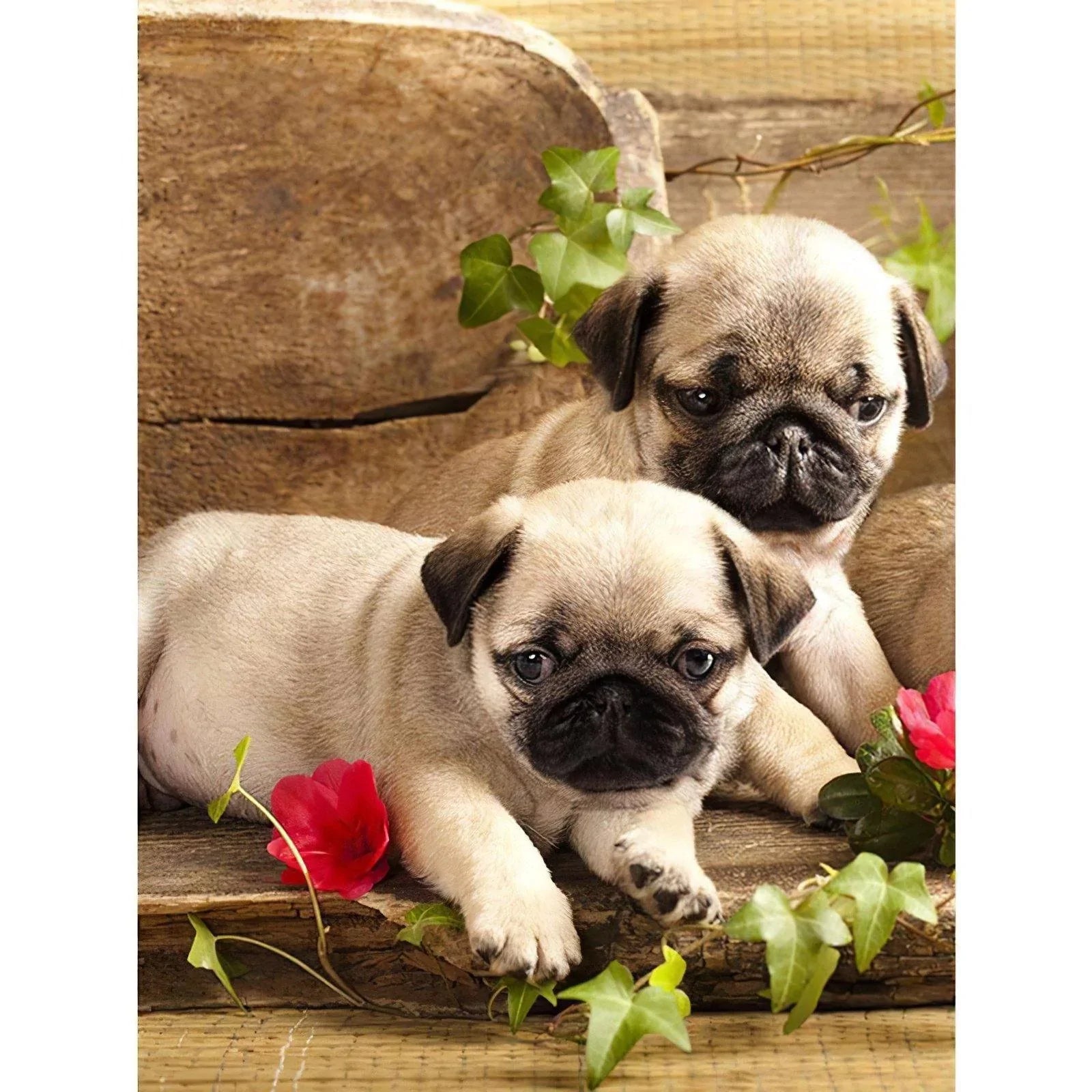 2 chiots carlin | Diamond Painting | Broderie Diamant