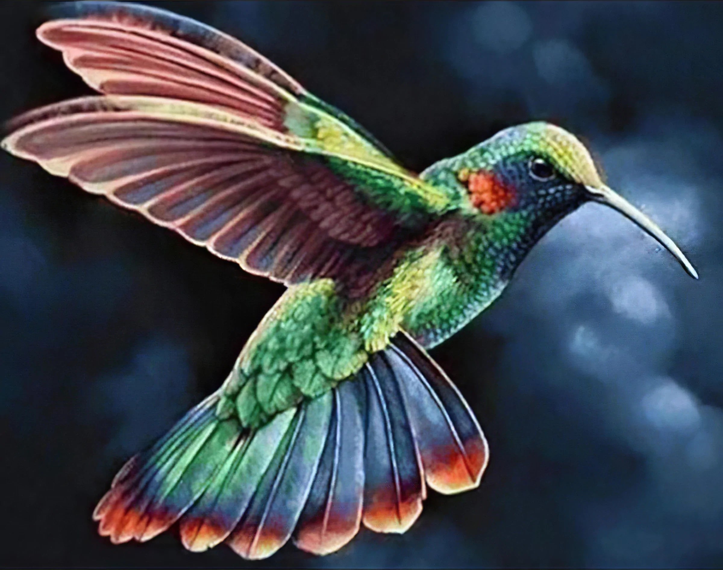 Colibri | Diamond Painting | Broderie Diamant